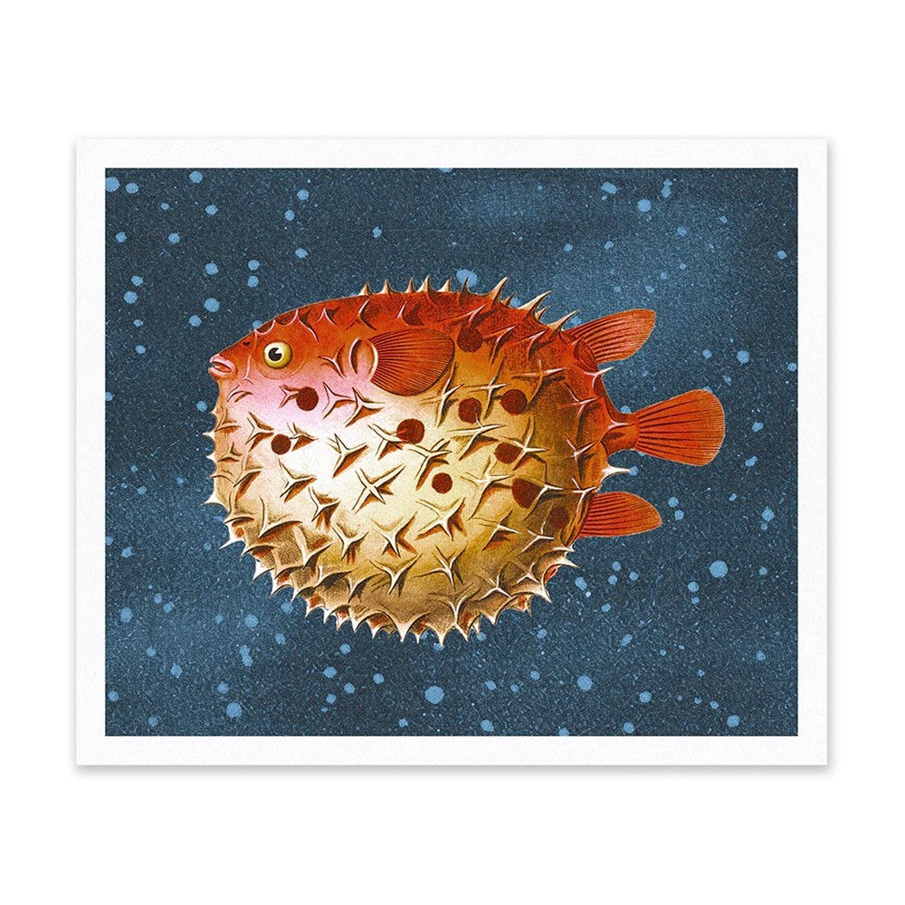 Puffer Fish Art Print — Fred Aldous
