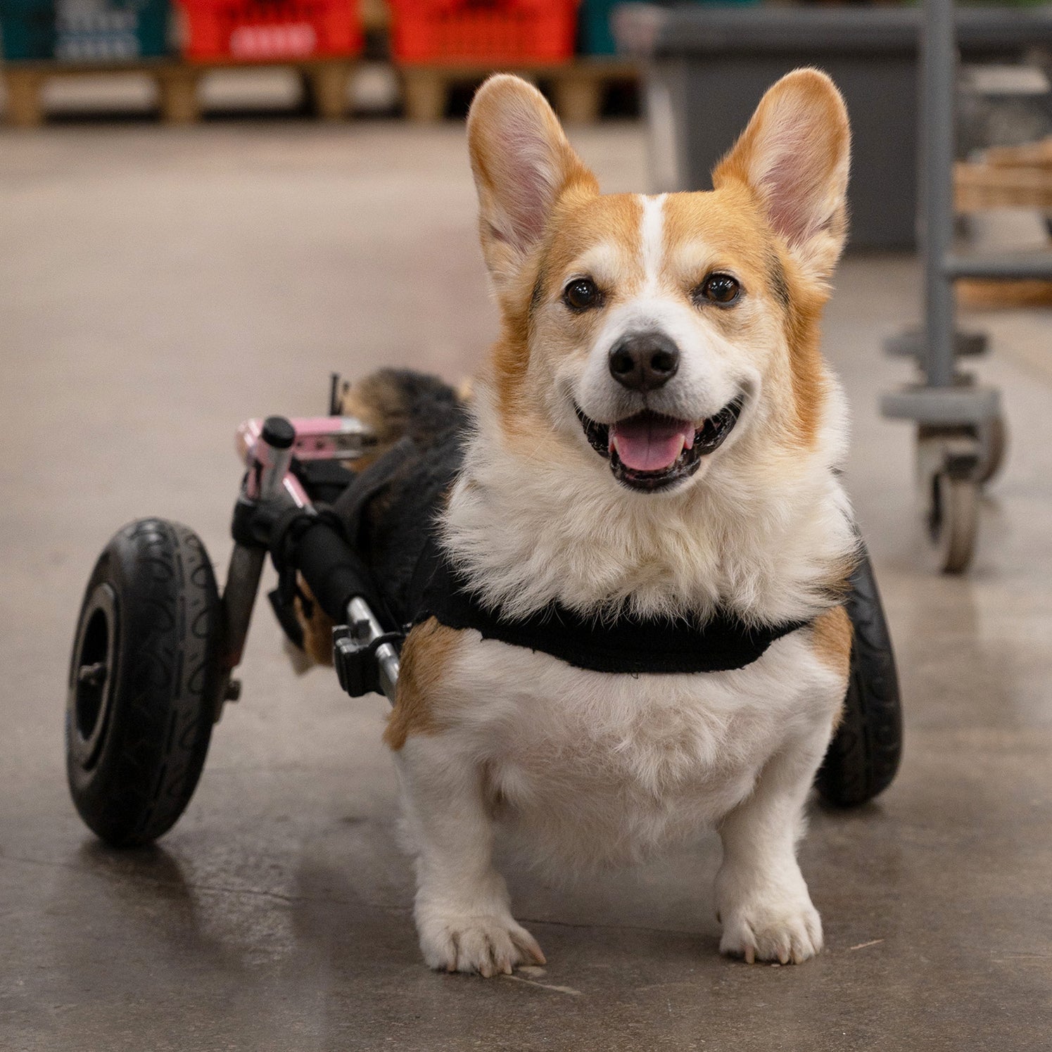 TOFT Crochet Kits — Fred Aldous